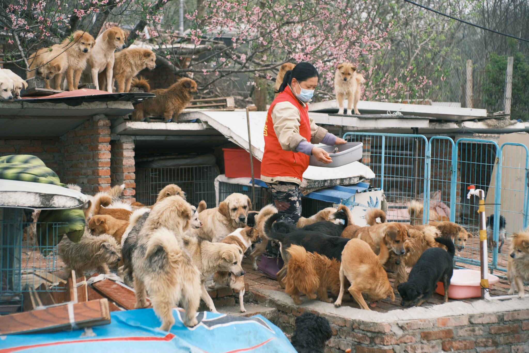 Unleashing the Magic of Pets: A Comprehensive Guide to Dogs, Cats, and ...